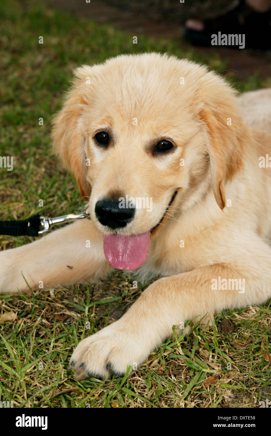 A blonde labrador puppy Stock Photo - Alamy