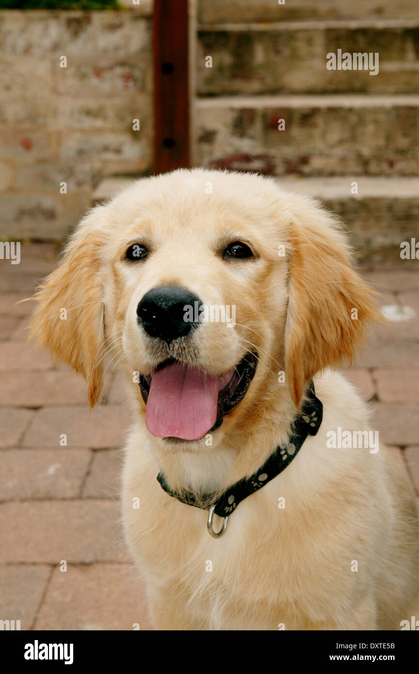 A blonde labrador puppy Stock Photo - Alamy