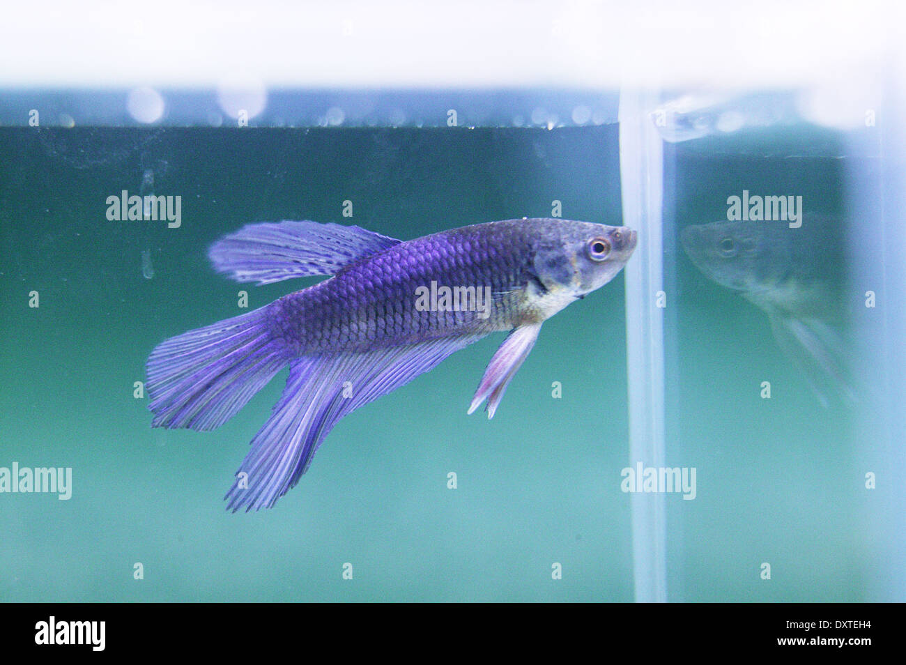 Blue siamese fighting fish hi-res stock photography and images - Alamy