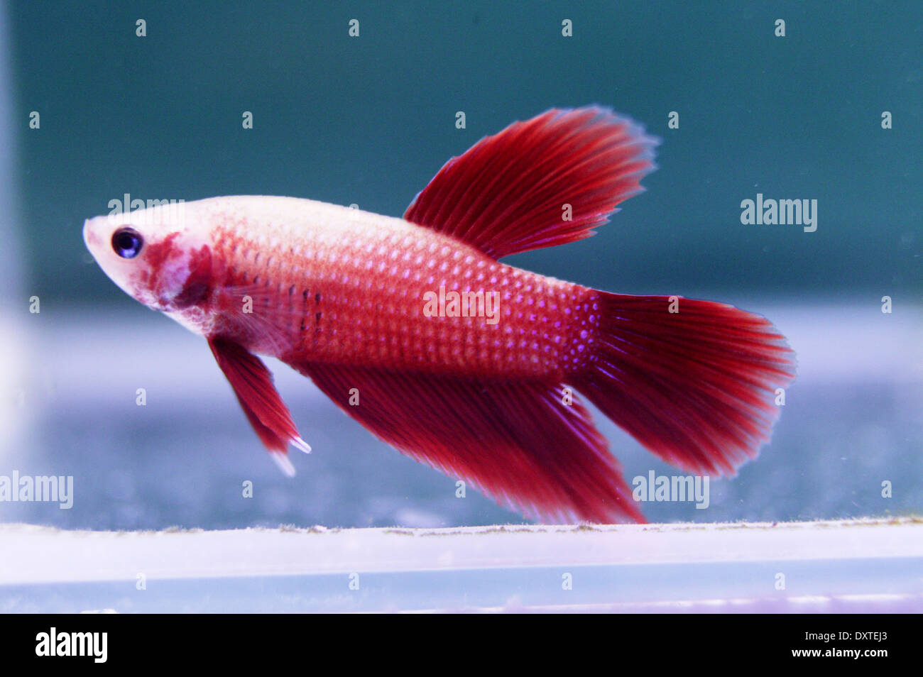 A red siamese fighting fish in a tank Stock Photo - Alamy