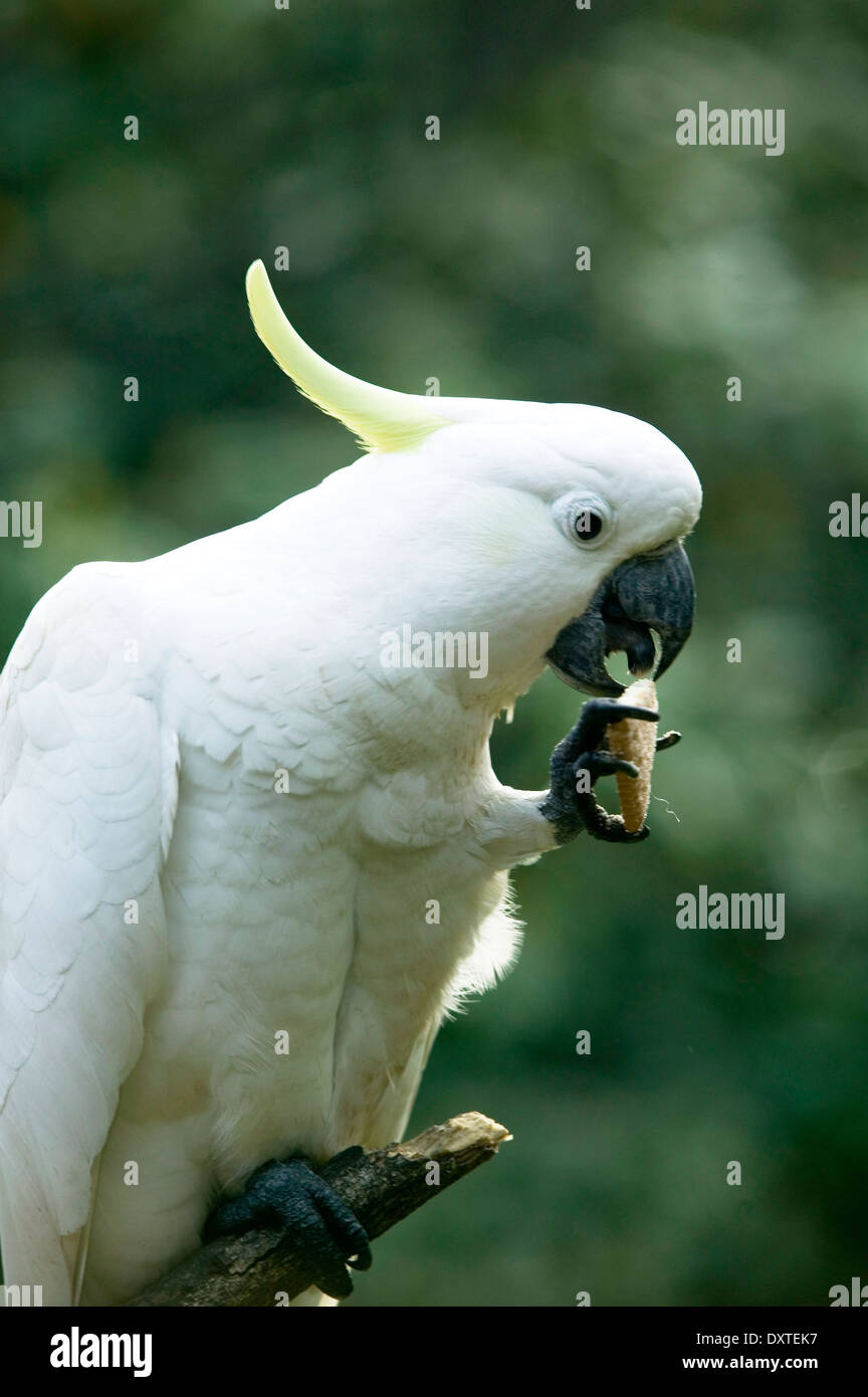 Parrot eating cracker hi-res stock photography and images - Alamy