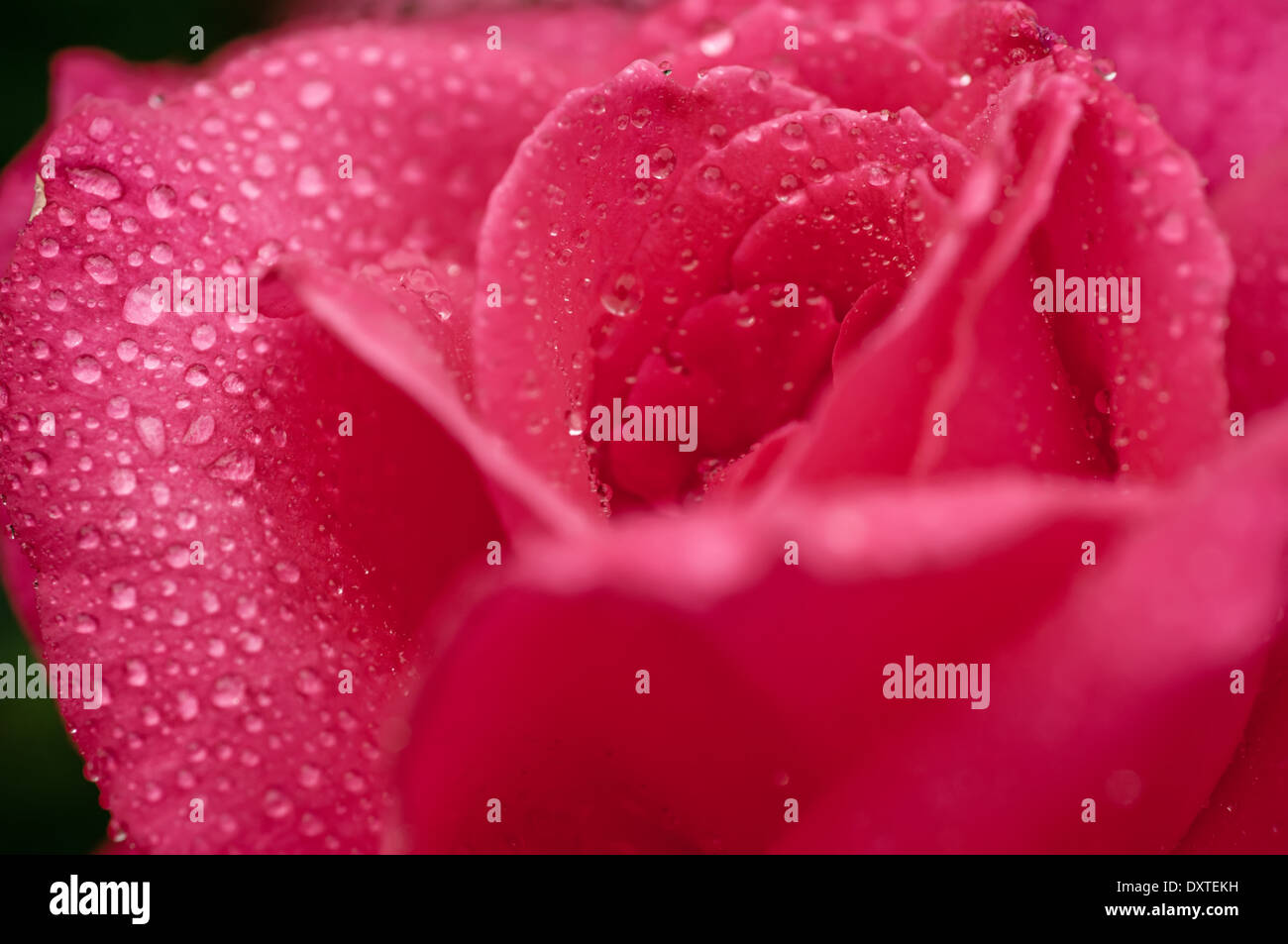 Pink rose macro Stock Photo - Alamy