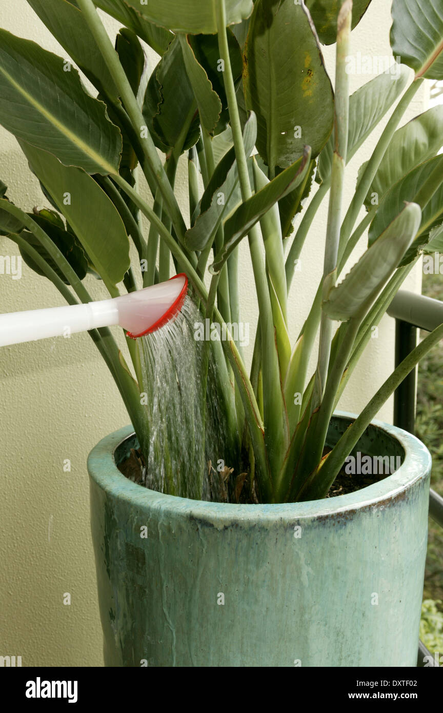 Strelitzia plant pot hi-res stock photography and images - Alamy