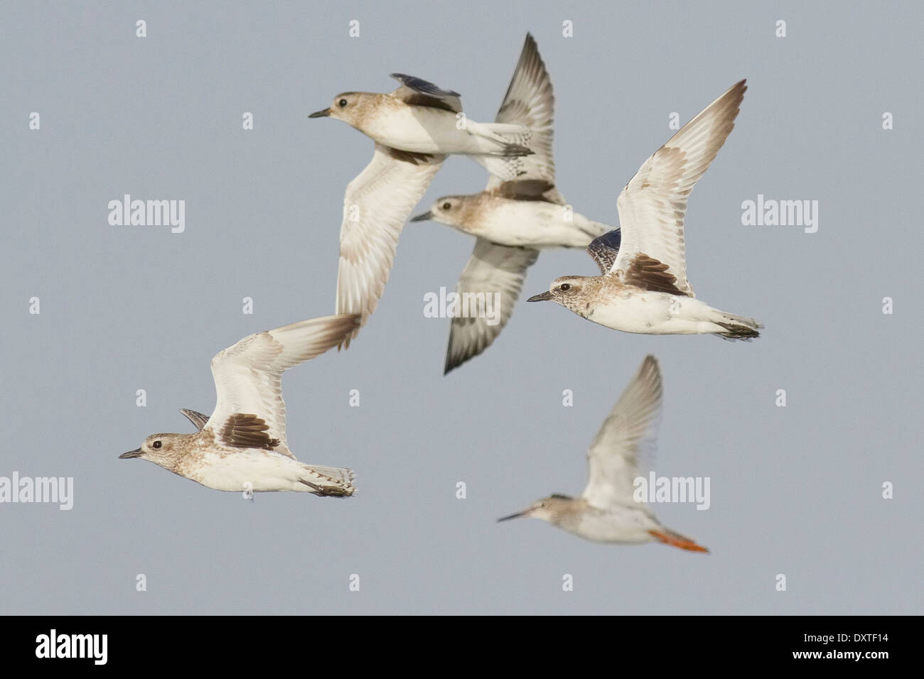 A flock of Grey Plovers (Pluvialis squatarola) or Black-bellied Plovers ...