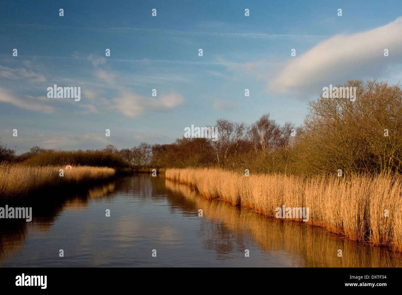 Norfolk broads reed bed hi-res stock photography and images - Alamy