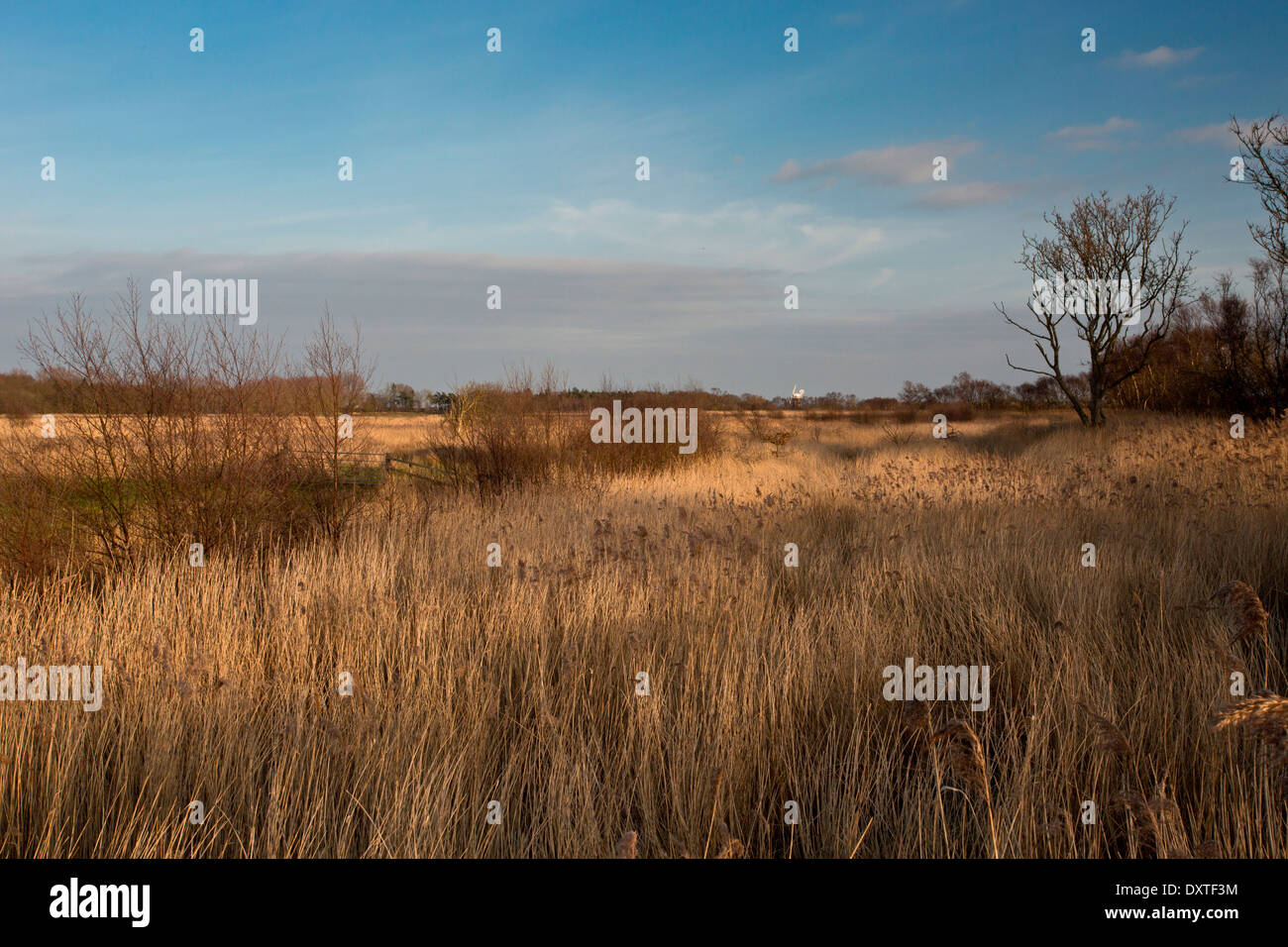 Reed-beds in winter between Horsey Mere and Hickling Broad; Norfolk ...