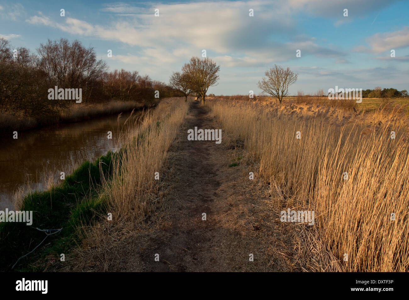 Reed-beds in winter between Horsey Mere and Hickling Broad; Norfolk ...