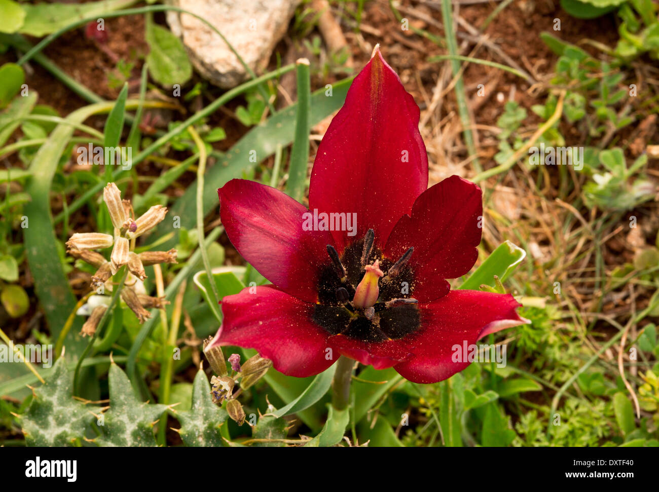 Cyprus Tulip, Tulipa cypria in flower; Cyprus endemic Stock Photo - Alamy