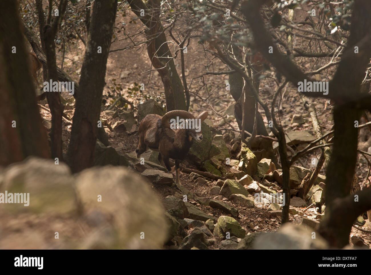 Cyprus mouflon Ovis orientalis ophion, or Agrino; endemic subspecies ...