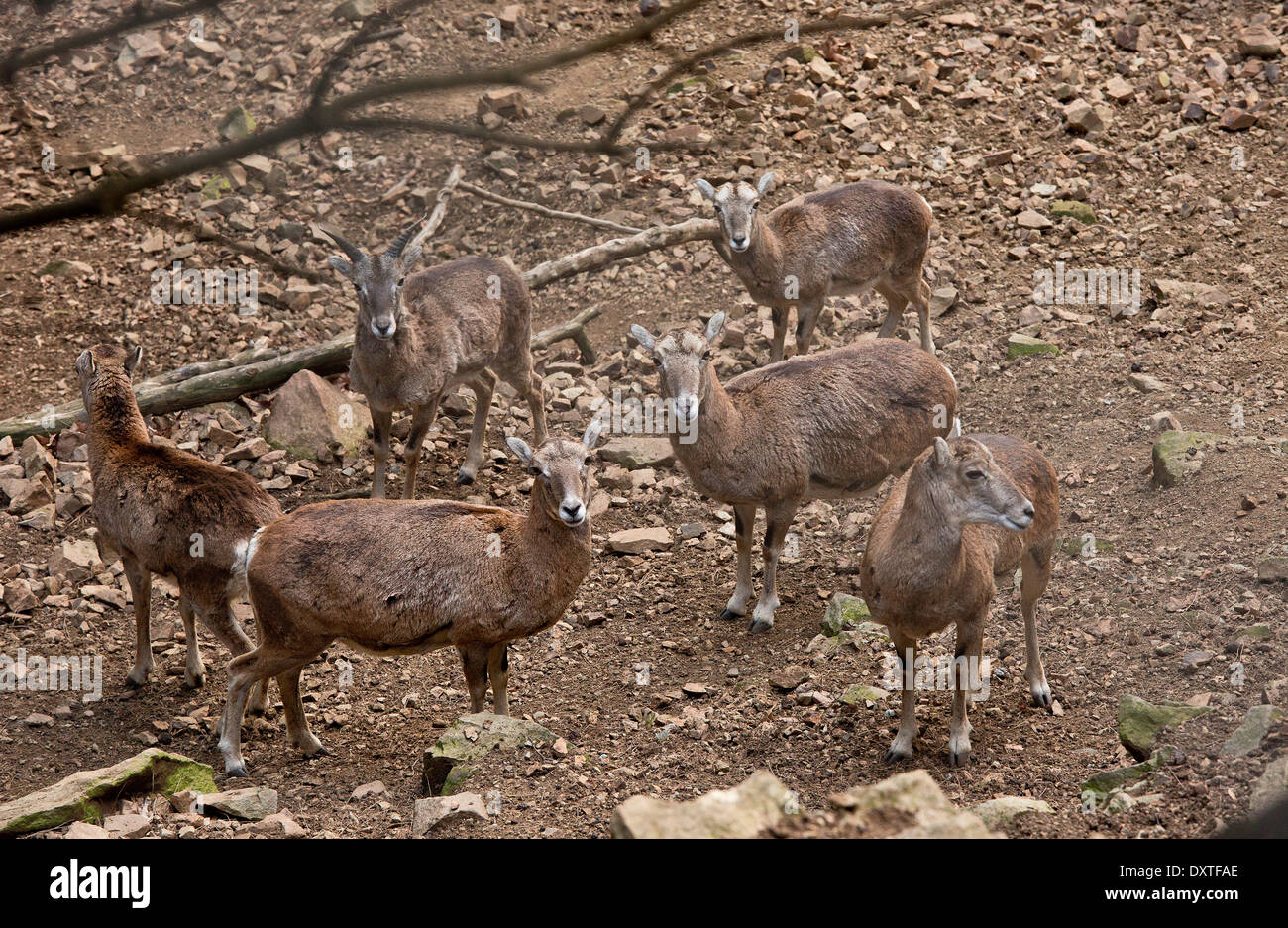 Cyprus mouflon Ovis orientalis ophion, or Agrino; endemic subspecies ...
