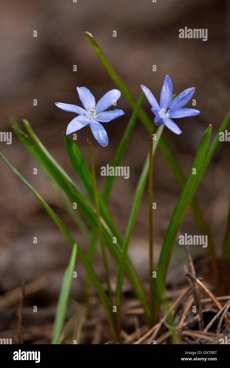 Scilla chionodoxa hi-res stock photography and images - Alamy