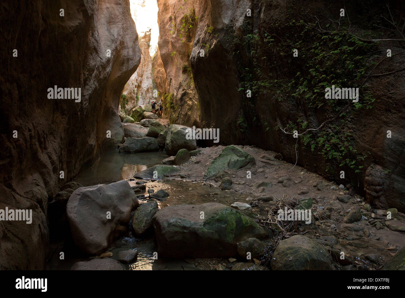 The Avakas Gorge - a narrow limestone canyon - on the Akamas Peninsula ...