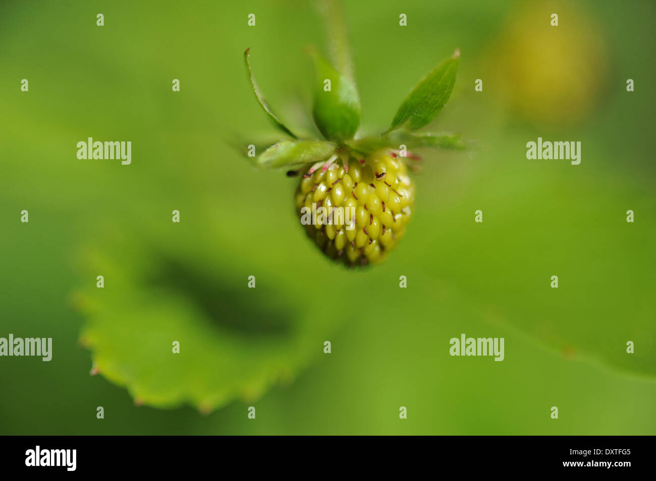 Natur erdbeere hi-res stock photography and images - Alamy