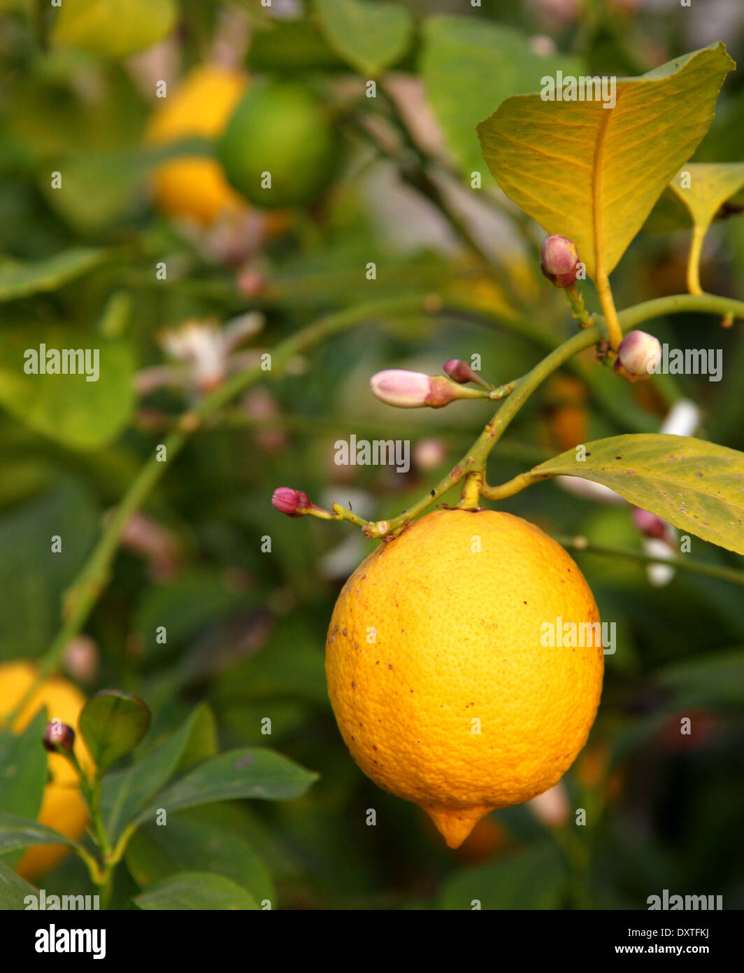 Lemon orchard hi-res stock photography and images - Alamy