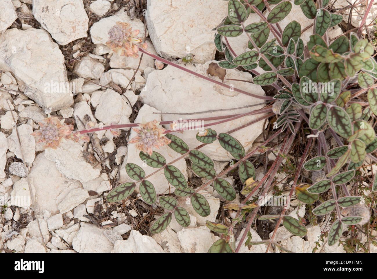 Endemic Cyprus Sainfoin, Onobrychis venosa in flower, Cyprus Stock ...