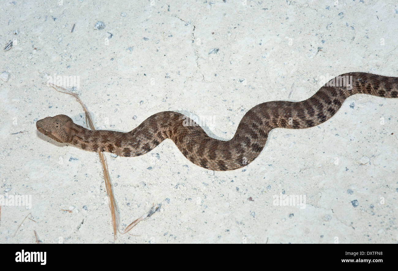 Blunt nosed viper macrovipera lebetina hi-res stock photography and ...