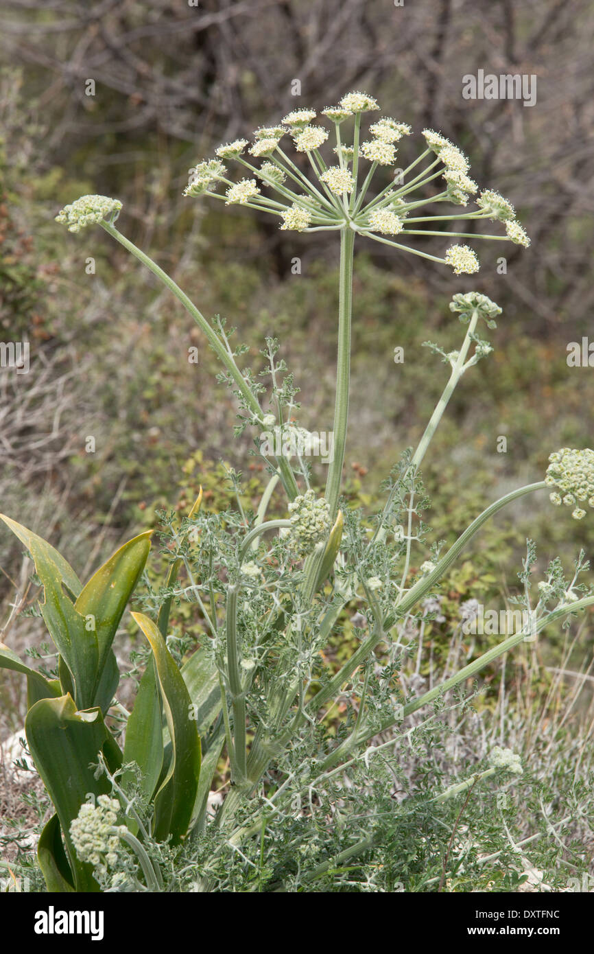 Zosima hi-res stock photography and images - Alamy