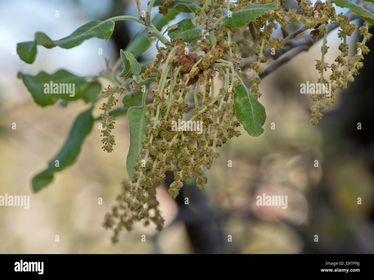 Tree Gall High Resolution Stock Photography and Images - Alamy