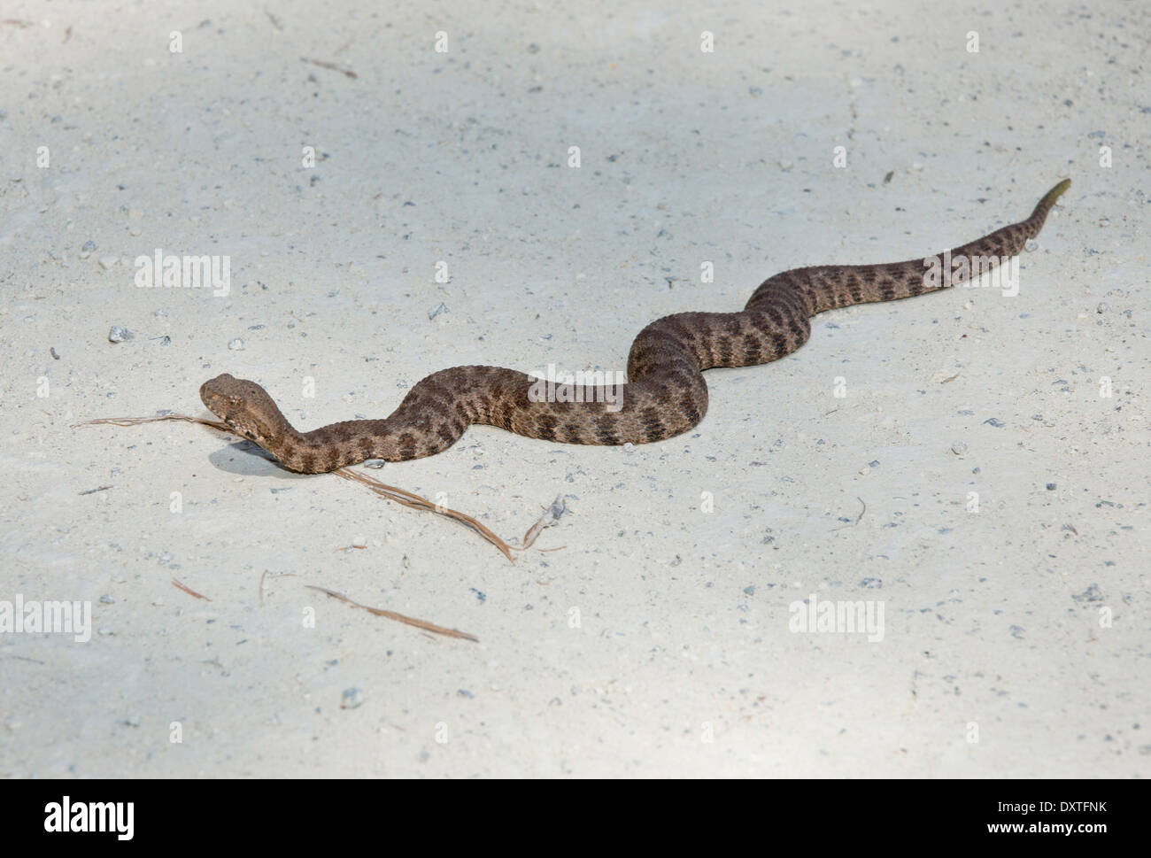 Blunt-Nosed Viper Macrovipera lebetina on sand, Cyprus Stock Photo - Alamy