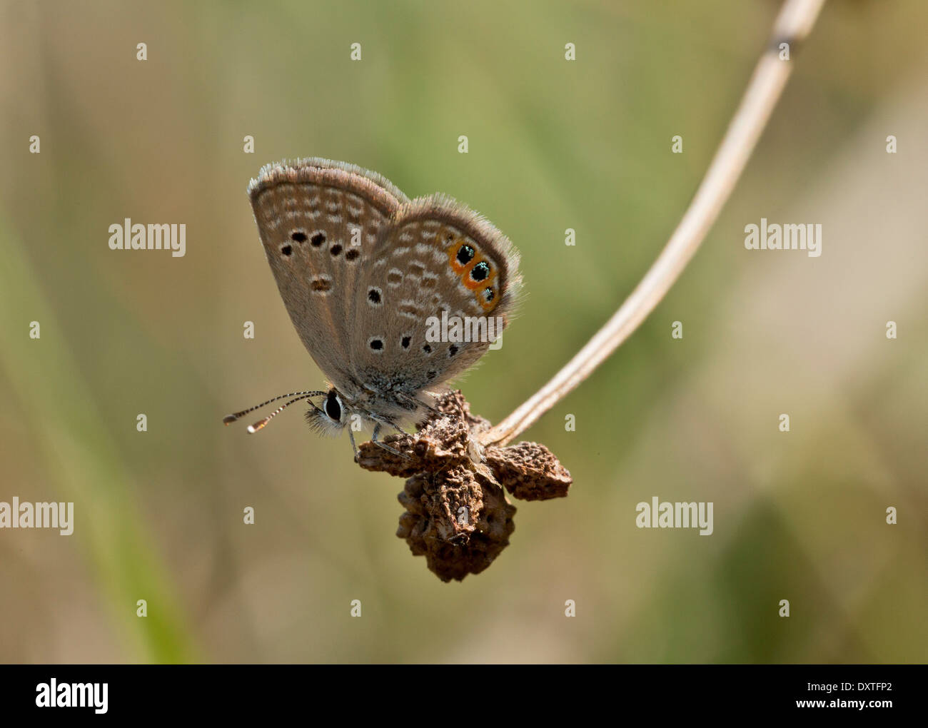 Grass Jewel butterfly Chilades trochylus in spring; Cyprus Stock Photo ...