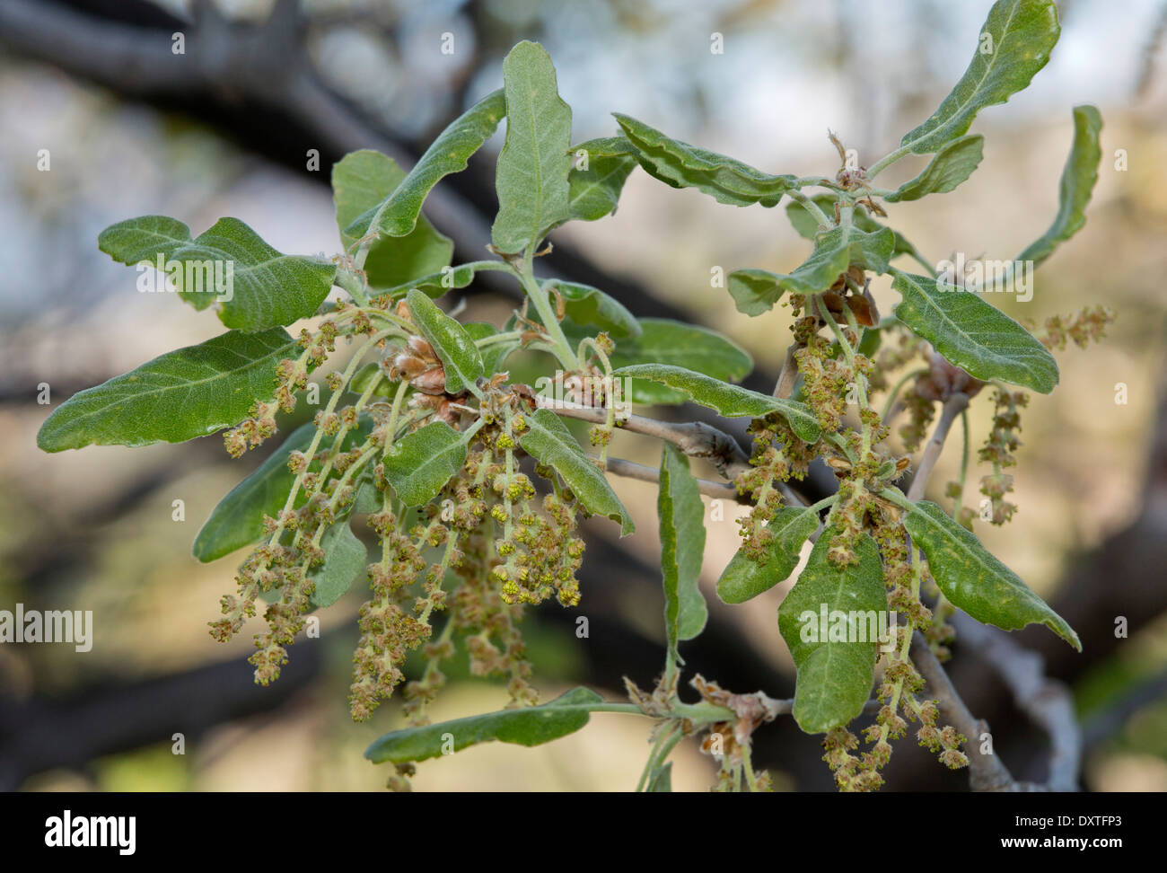 Tree gall hi-res stock photography and images - Alamy