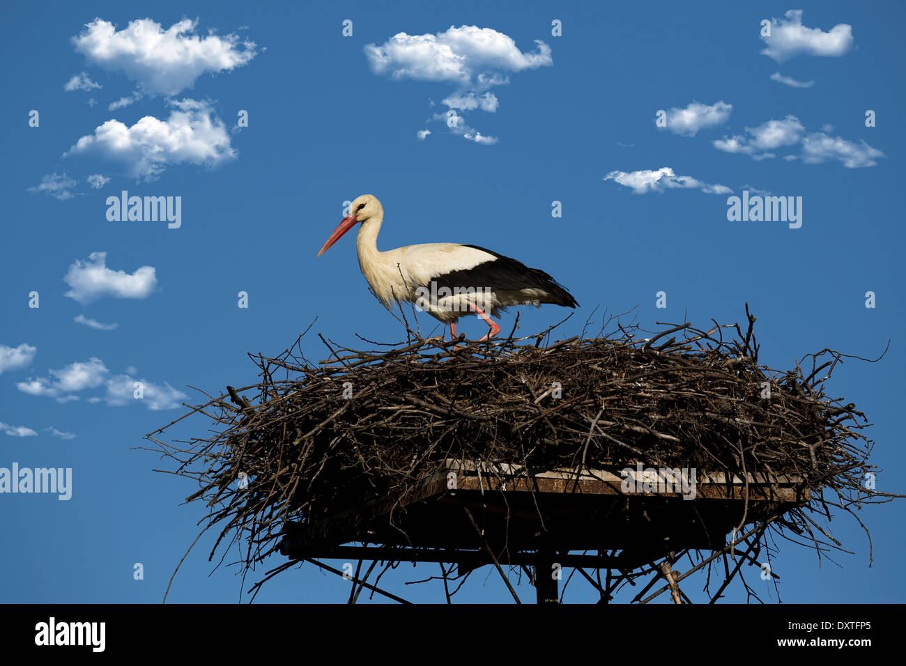 White stork in profile hi-res stock photography and images - Alamy