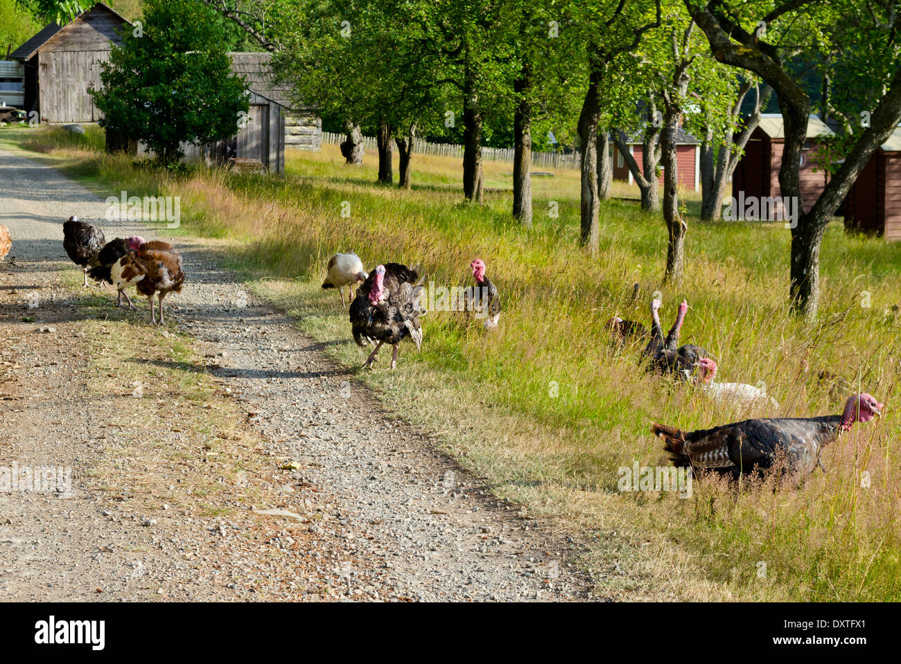 Several wild free-range turkeys wandering through Ruckle Heritage Farm ...