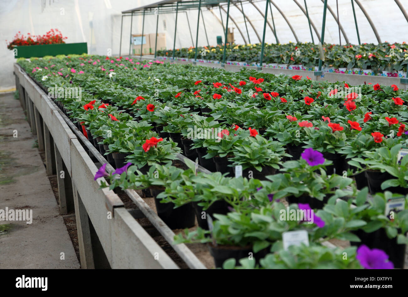 greenhouse for the cultivation of flowers in a warehouse in the ...