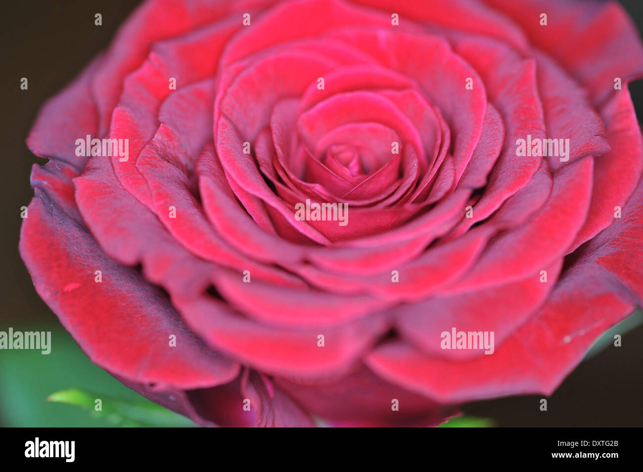 An open red rose (detail Stock Photo - Alamy