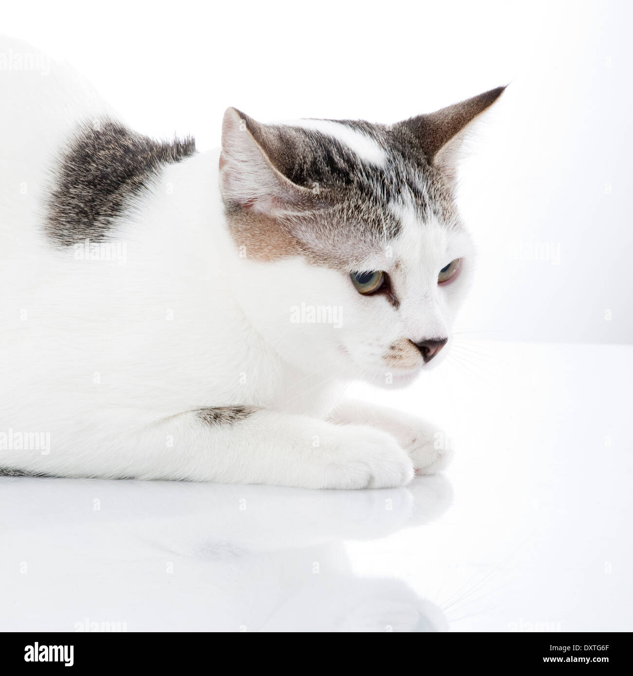 Crouching feline hi-res stock photography and images - Alamy