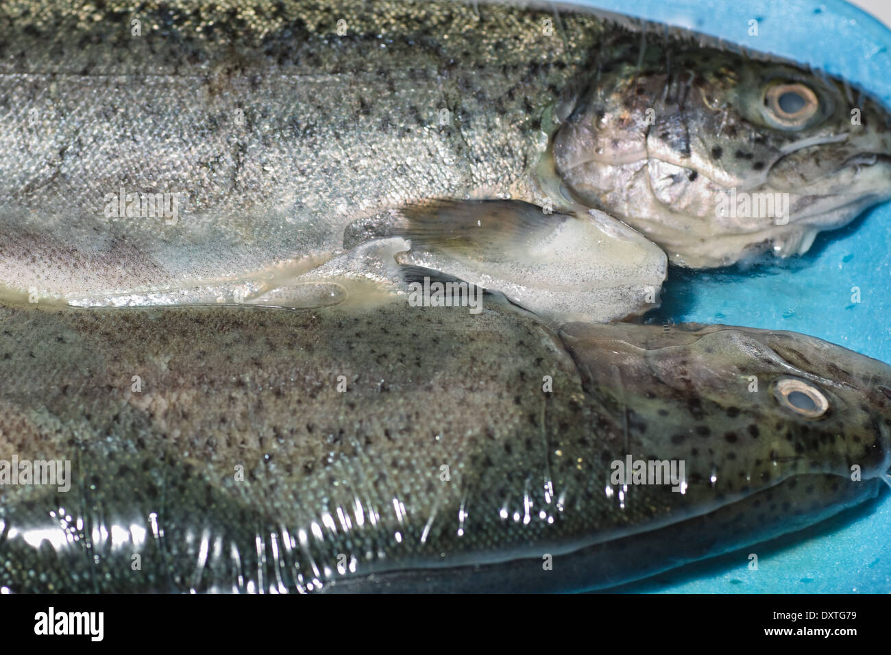In Polish cuisine, on the Polish table. Trout from family fish ...