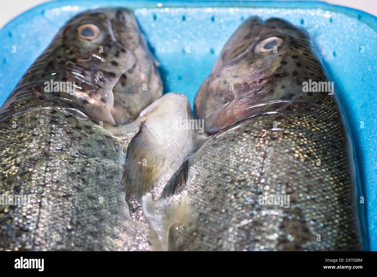 In Polish cuisine, on the Polish table. Trout from family fish ...