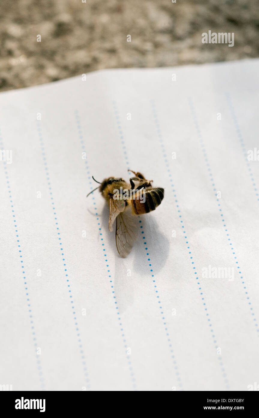 Dead Bee on Paper Sheet Stock Photo - Alamy
