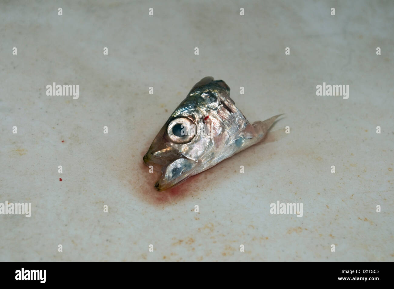Pilchard Fish Head Stock Photo - Alamy