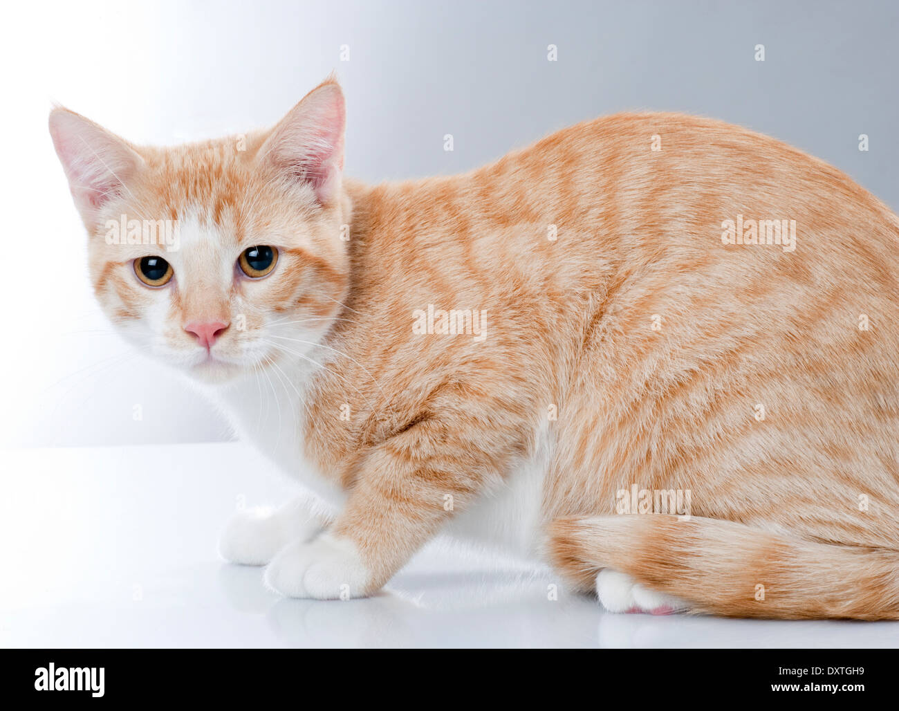 Crouching cat hi-res stock photography and images - Alamy
