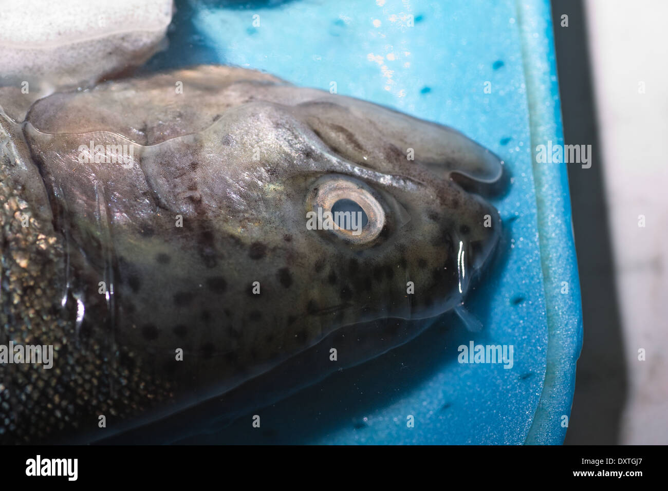 In Polish cuisine, on the Polish table. Trout from family fish ...