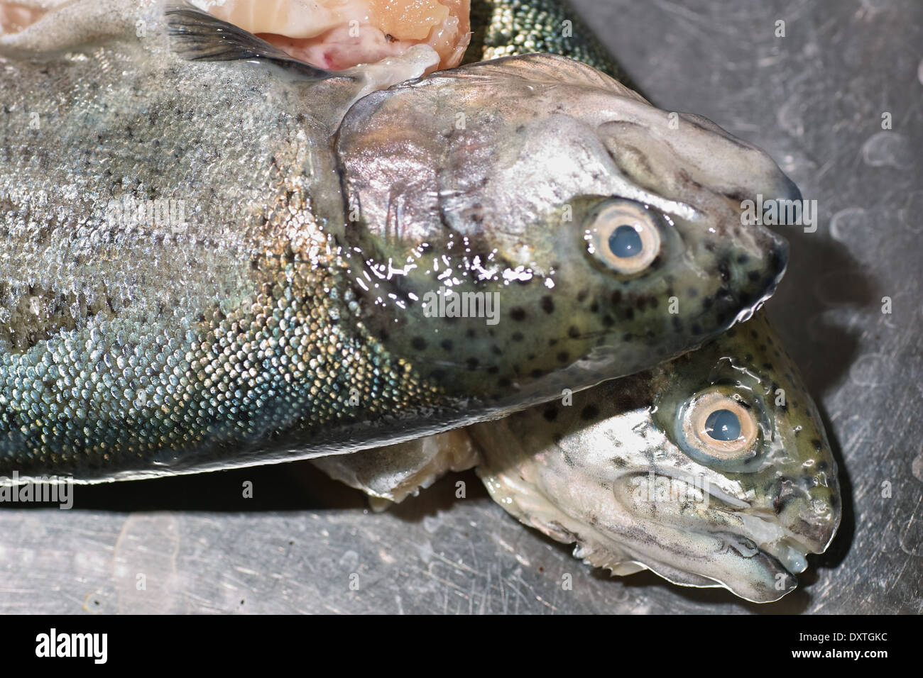 In Polish cuisine, on the Polish table. Trout from family fish ...