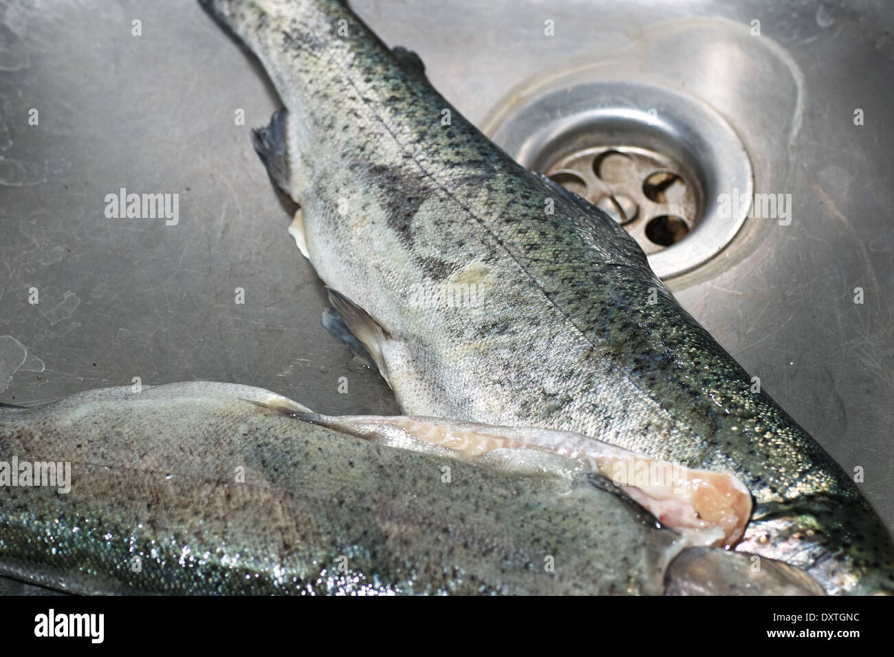 In Polish cuisine, on the Polish table. Trout from family fish ...