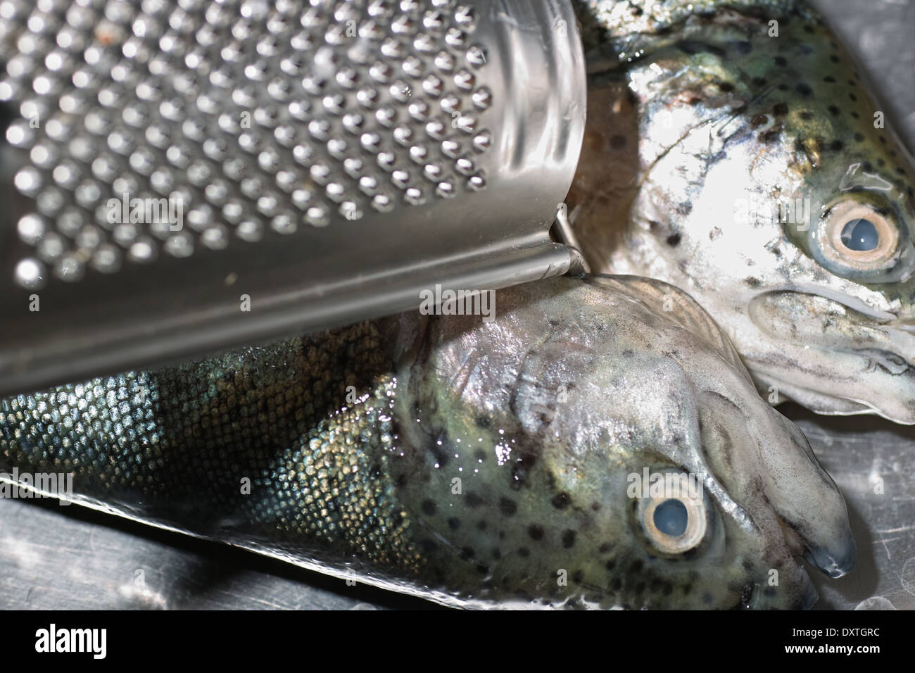 In Polish cuisine, on the Polish table. Trout from family fish ...