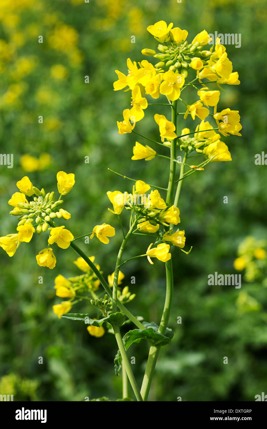 Brassica rapa spring hi-res stock photography and images - Alamy