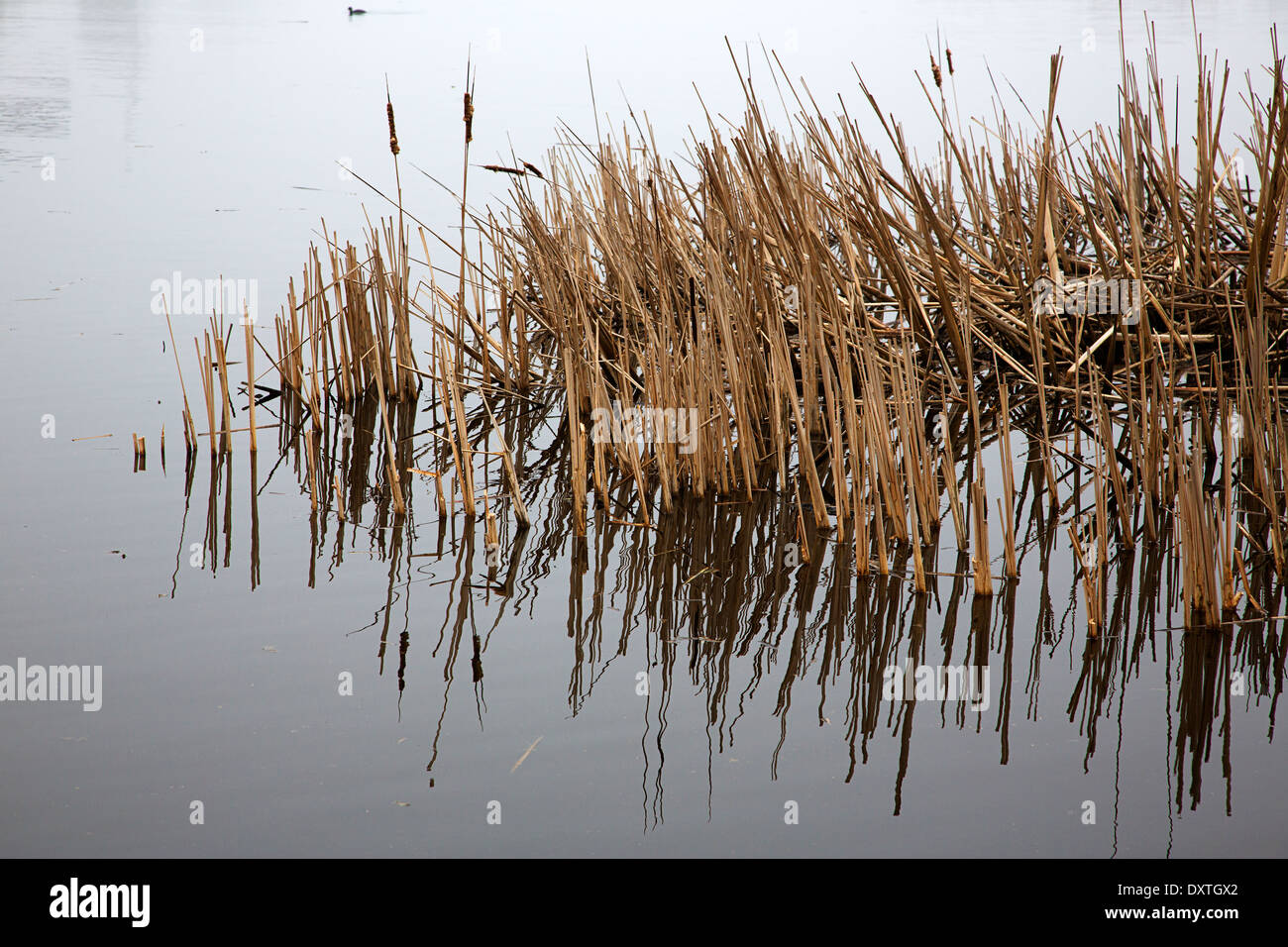 Dead stems of Bulrush (Typha latifolia) reflecting in water Stock Photo ...