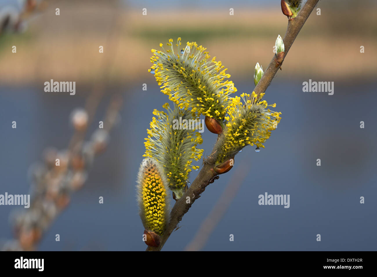 Willow salix sp hi-res stock photography and images - Alamy