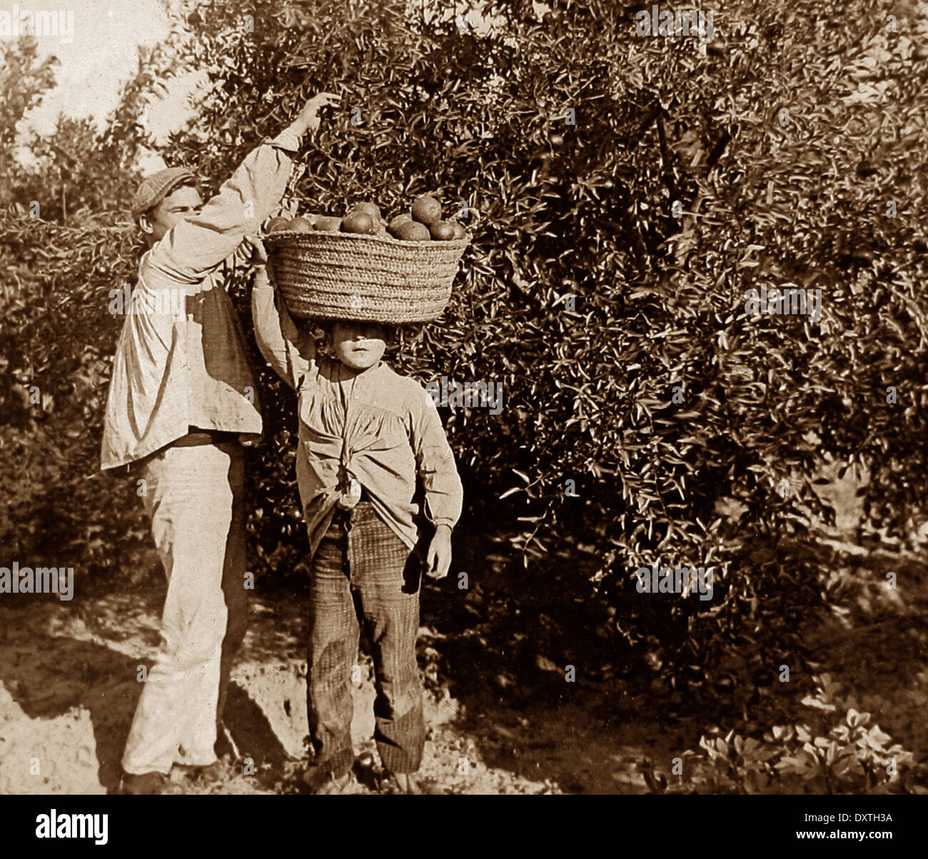 Picking oranges near Valencia Spain early 1900s Stock Photo - Alamy