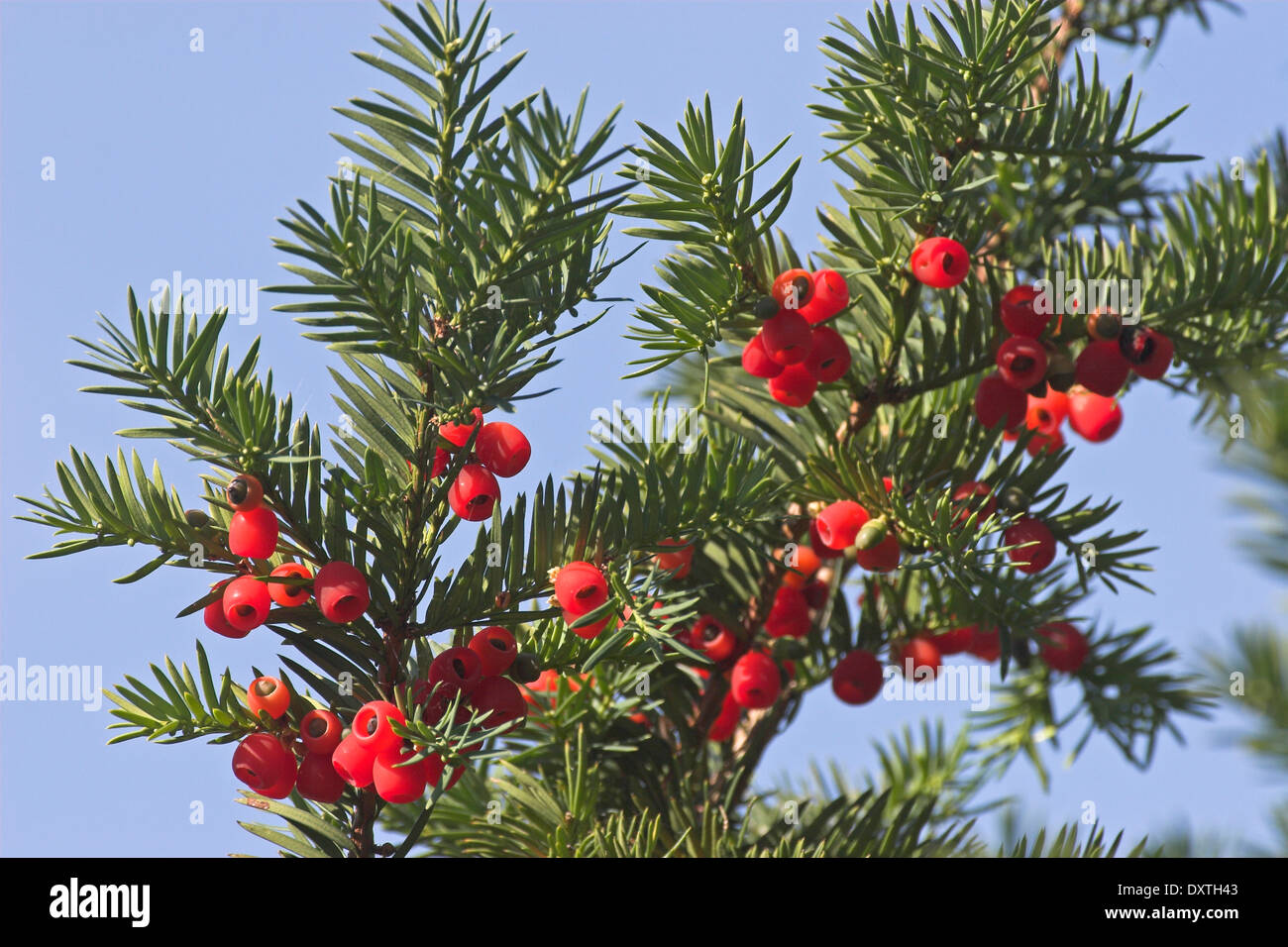 Common Yew, English Yew, Europäische Eibe, Gewöhnliche Eibe, Beeren ...