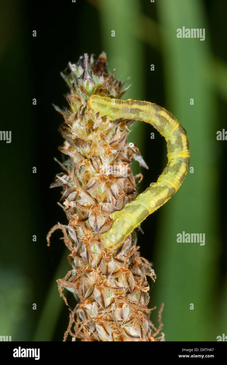 Wormwood Pug, pugs, Blütenspanner, Raupe, Eupithecia sp., Phalaena sp ...