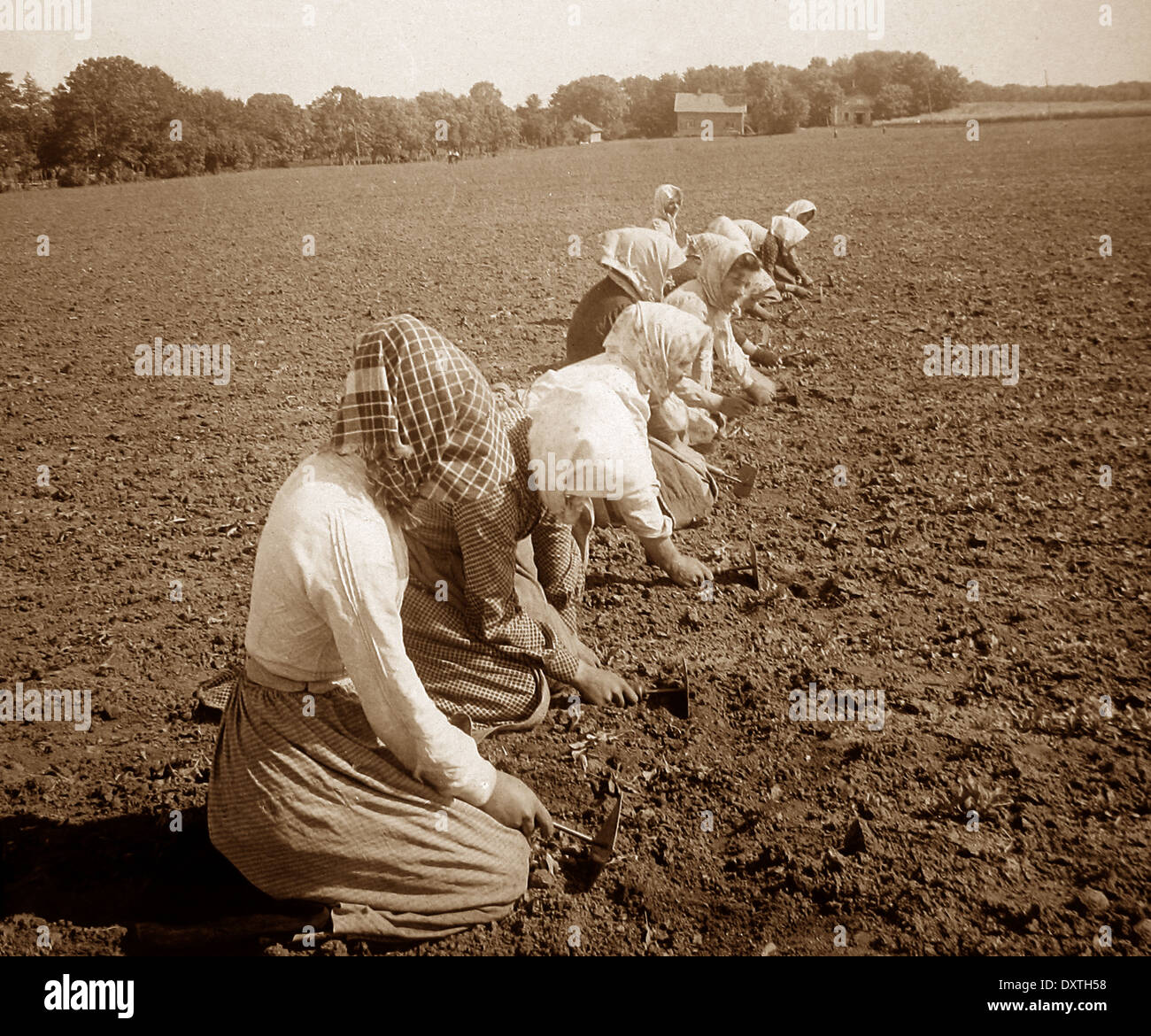 Swedish Farmers Stock Photos & Swedish Farmers Stock Images - Alamy