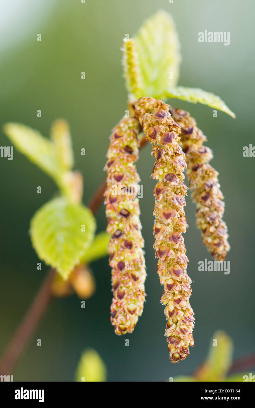 Close up of Betula dahurica catkins , Birch. Tree, April Stock Photo ...