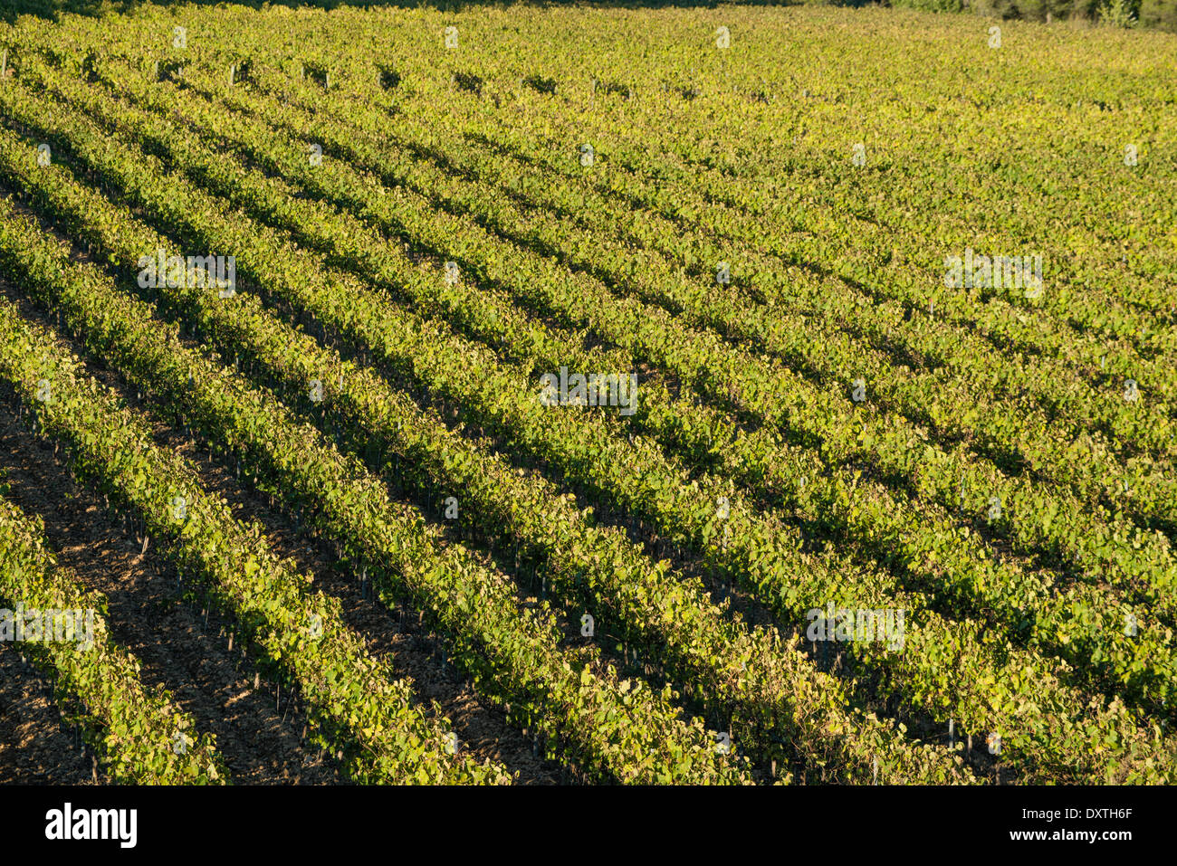 Common grape field in Penedès region, Spain Stock Photo - Alamy