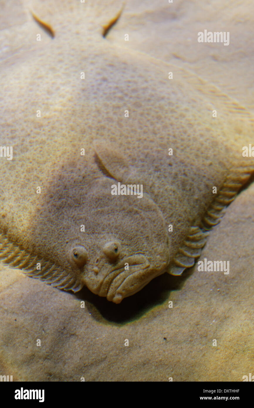 Turbot fish hi-res stock photography and images - Alamy