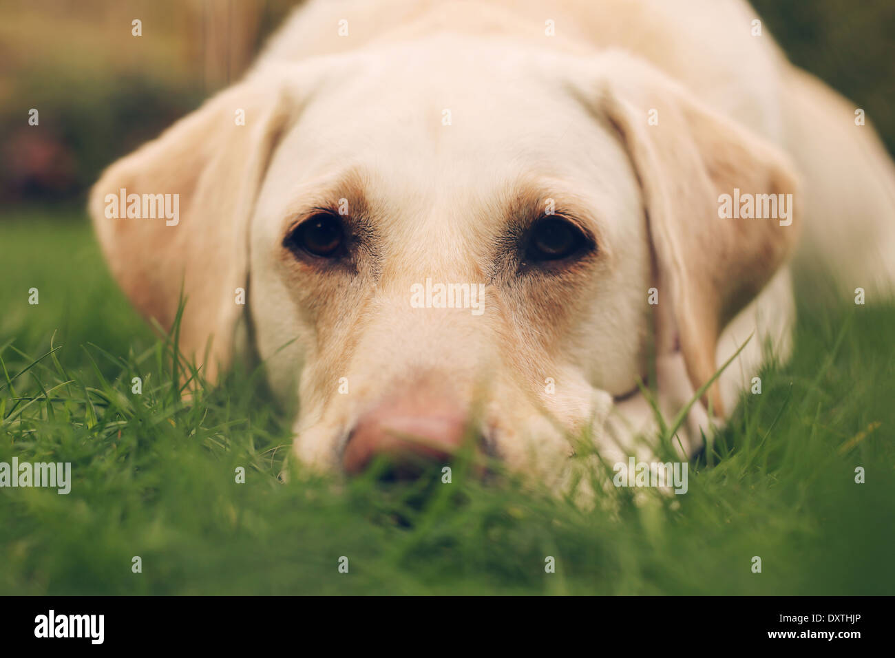 Labrador in grass hi-res stock photography and images - Alamy